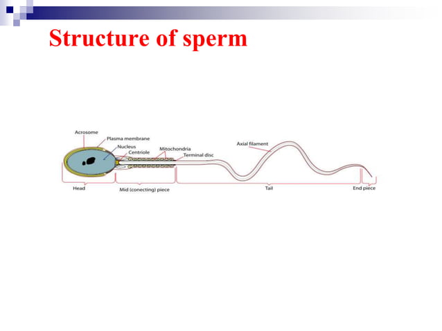 04.PhasesofEmbryonicdevelopment.ppt | Infertility | Reproductive Health