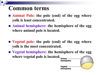 04.PhasesofEmbryonicdevelopment.ppt