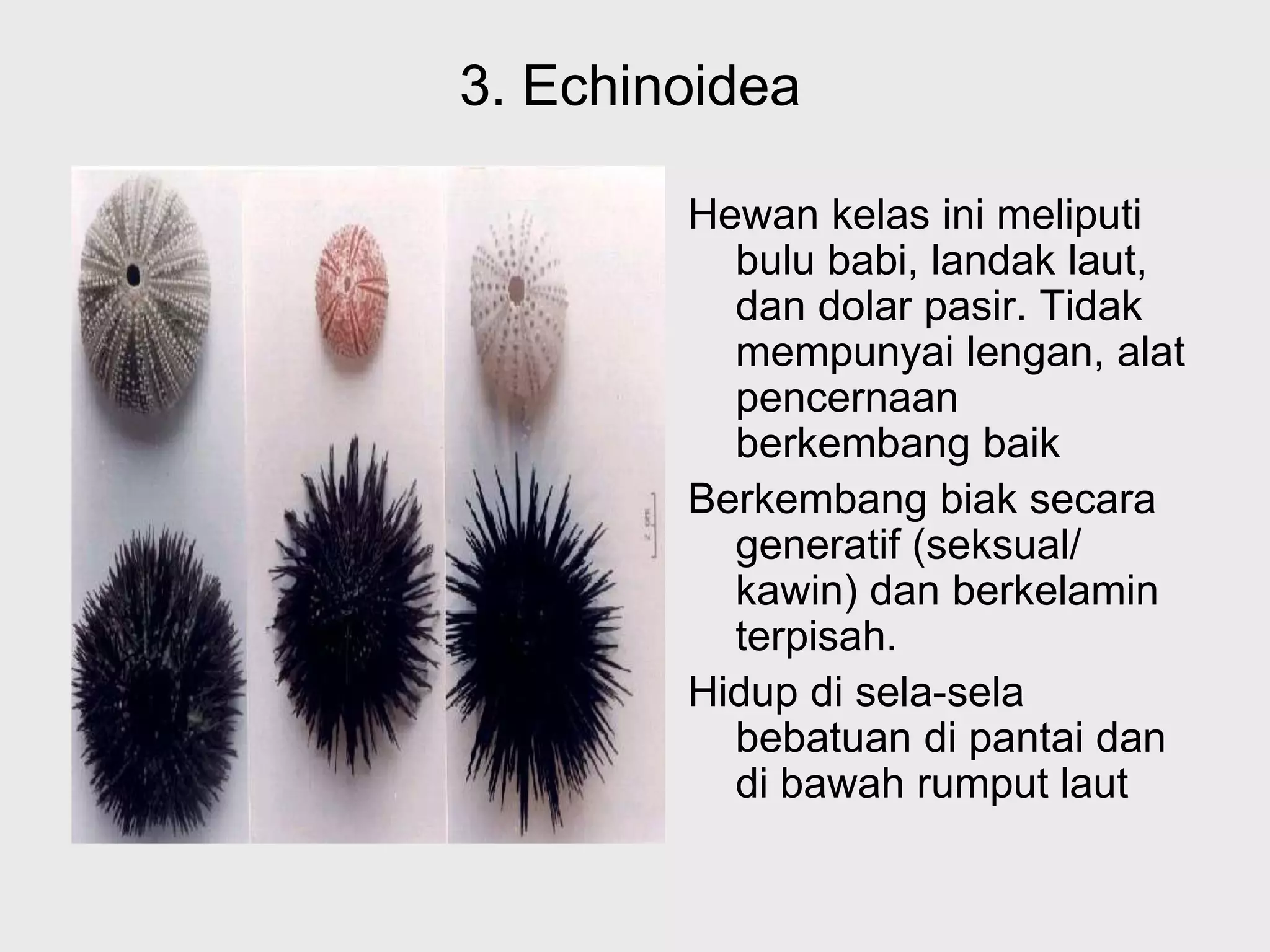 04. Echinodermata.pptx