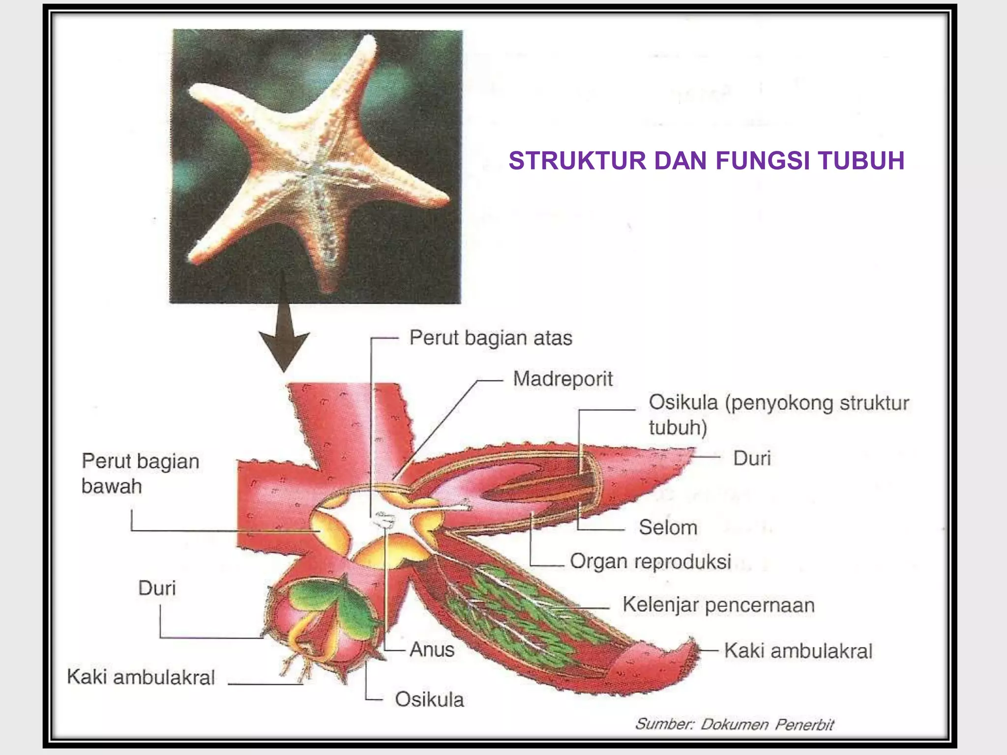 04. Echinodermata.pptx