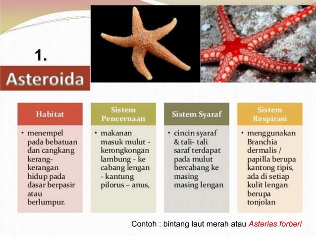 04. Echinodermata.pptx