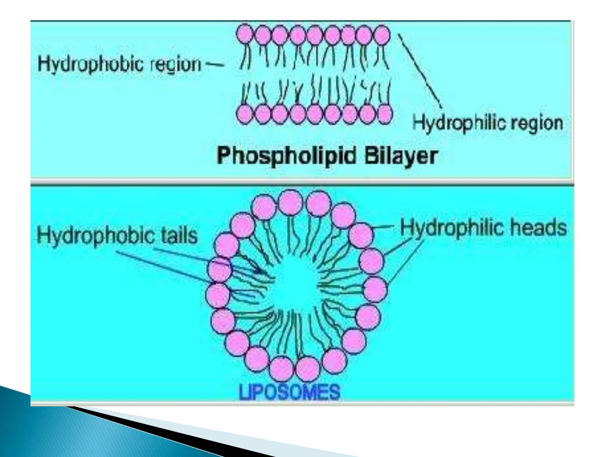 04.LIPIDS.ppt | Chemistry | Science