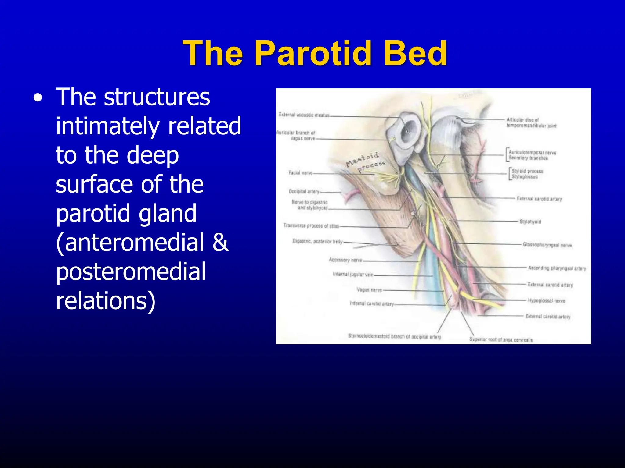 04. Parotid Region.ppt