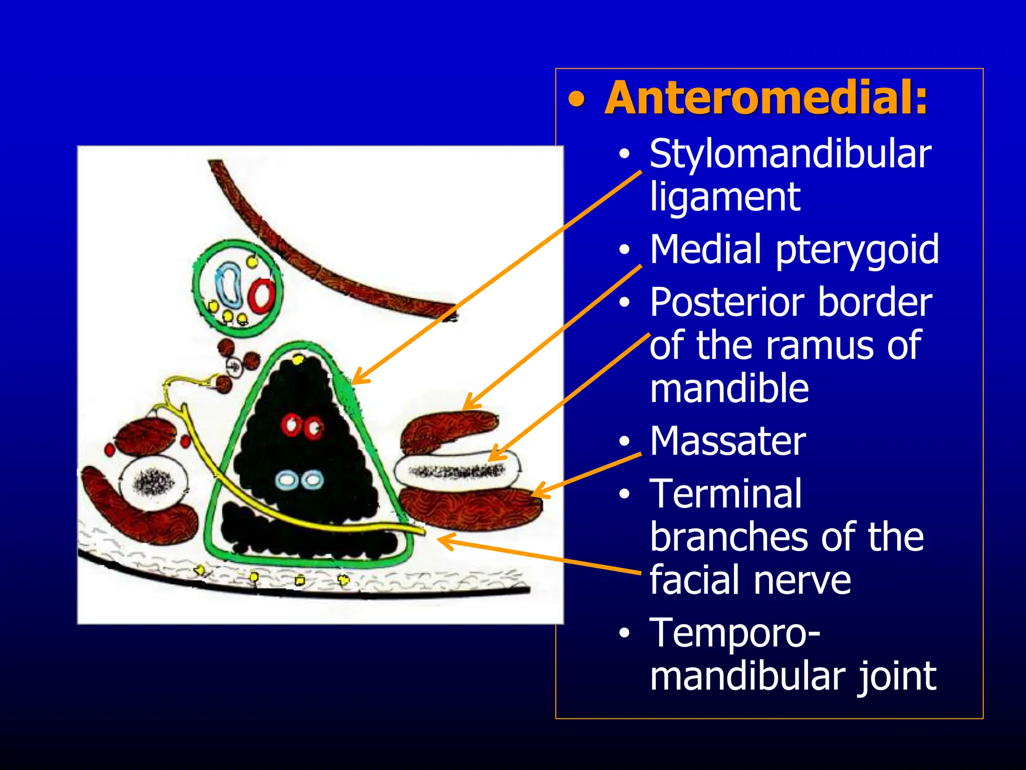 04. Parotid Region.ppt