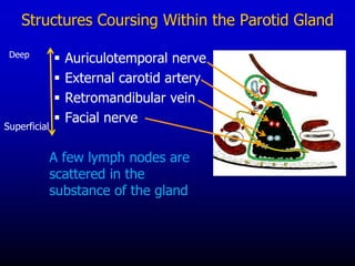 04. Parotid Region.ppt