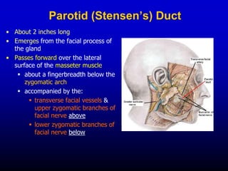 04. Parotid Region.ppt