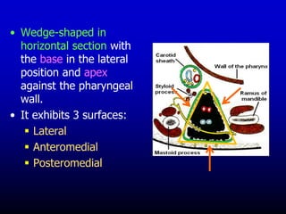 04. Parotid Region.ppt