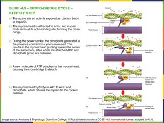 04. The Movement System - presentation.pdf