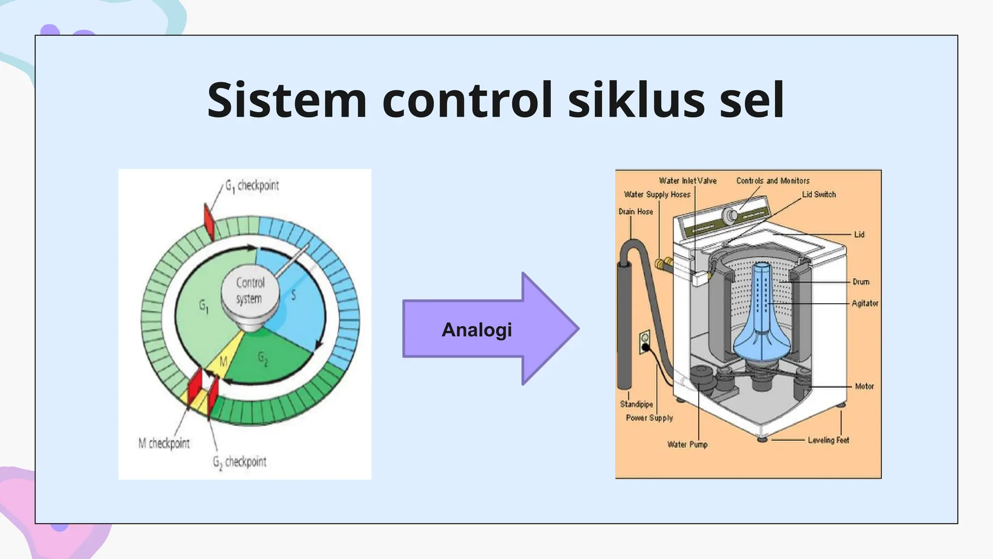 Materi Ajar tentang Siklus-siklus Sel dan fungsinya | PPTX