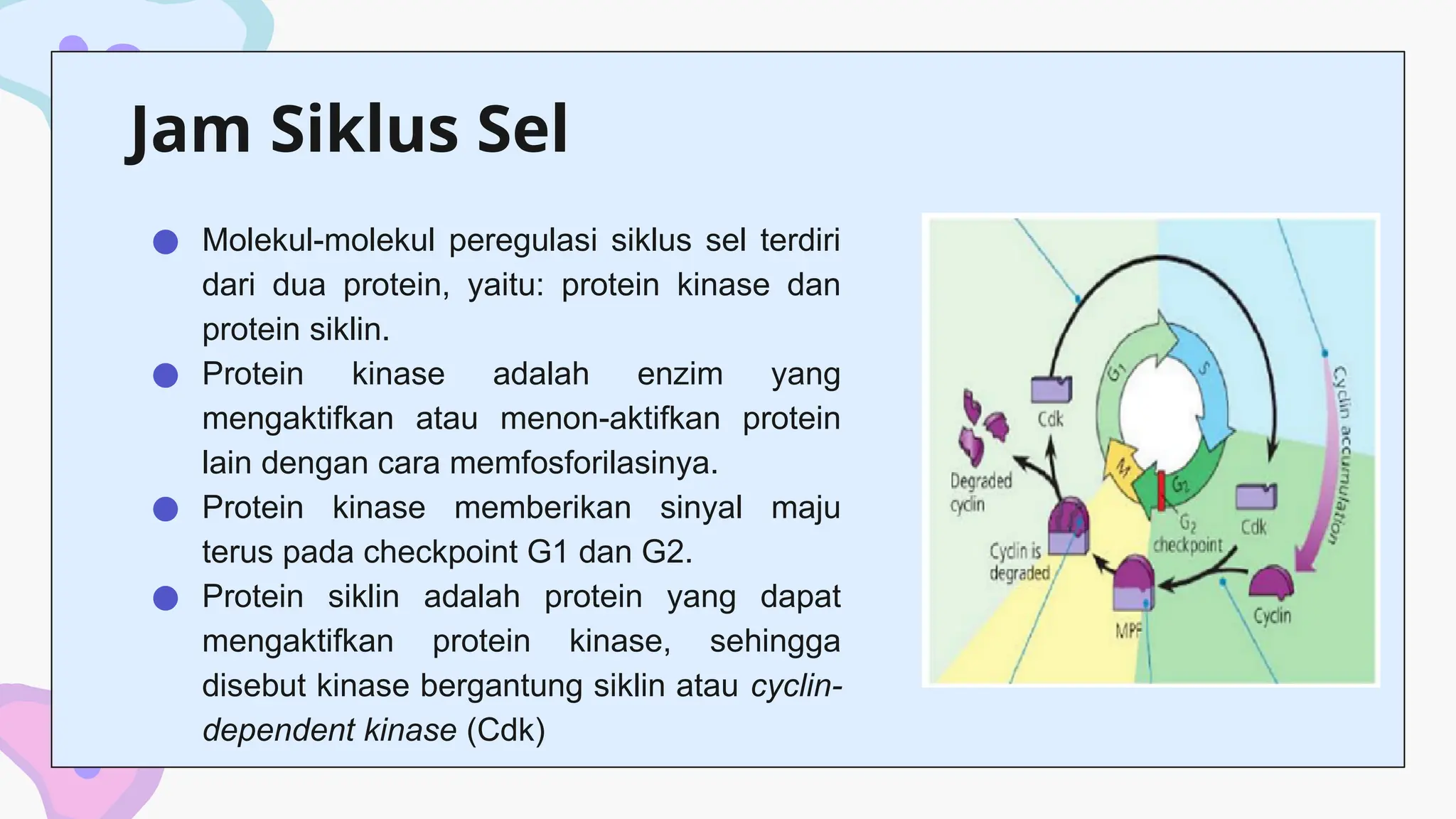 Materi Ajar tentang Siklus-siklus Sel dan fungsinya | PPTX