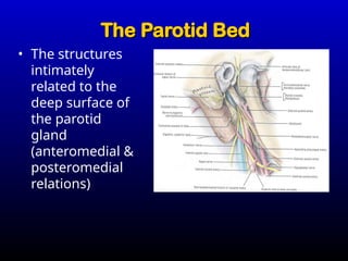 Parotid gland region anatomy powerpoint easy | PPT