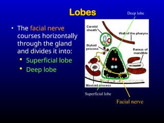 Parotid gland region anatomy powerpoint easy | PPT