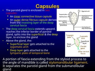 Parotid gland region anatomy powerpoint easy | PPT