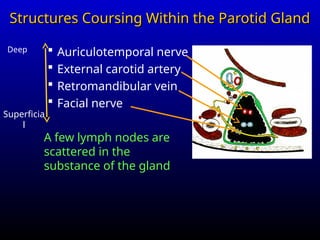 Parotid gland region anatomy powerpoint easy | PPT