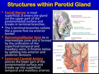 Parotid gland region anatomy powerpoint easy | PPT