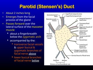 Parotid gland region anatomy powerpoint easy | PPT