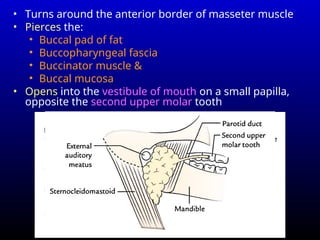 Parotid gland region anatomy powerpoint easy | PPT