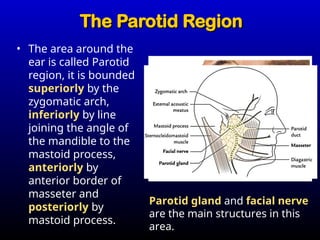 Parotid gland region anatomy powerpoint easy | PPT
