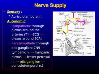 Parotid gland region anatomy powerpoint easy | PPT
