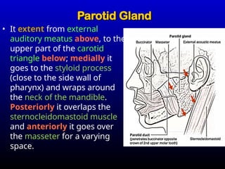 Parotid gland region anatomy powerpoint easy | PPT