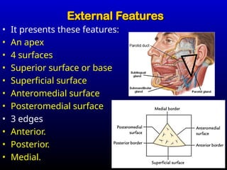 Parotid gland region anatomy powerpoint easy | PPT