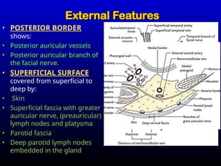 Parotid gland region anatomy powerpoint easy | PPT