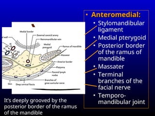 Parotid gland region anatomy powerpoint easy | PPT