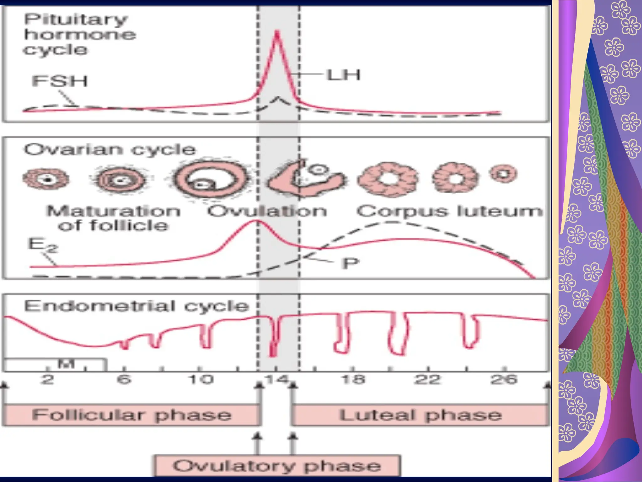 Menstrual cycle physiology in female.ppt