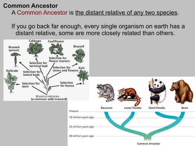7th Grade Life Science - Evolution | ODP | Genetics | Science
