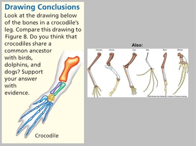 7th Grade Life Science - Evolution | ODP | Genetics | Science