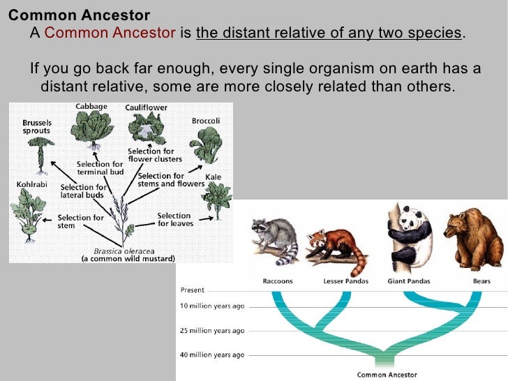 7th Grade Life Science - Evolution