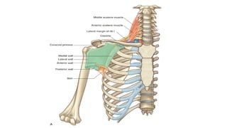 04. ANATOMY OF THE UPPER LIMB - AXILLA REGION.pptx