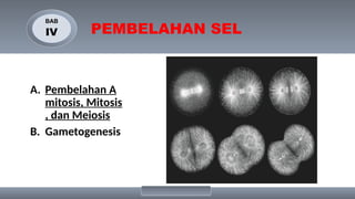 Pembelahan Sel amitosis mitosis meiosis. | PPTX