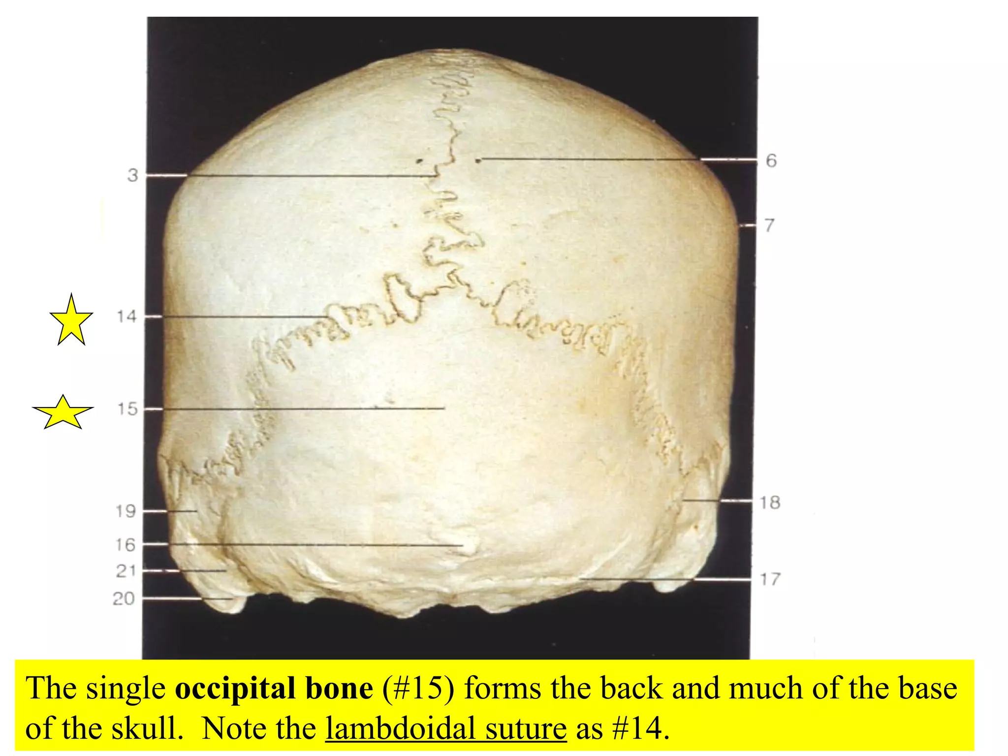 Axial Skeleton Skull | PPT