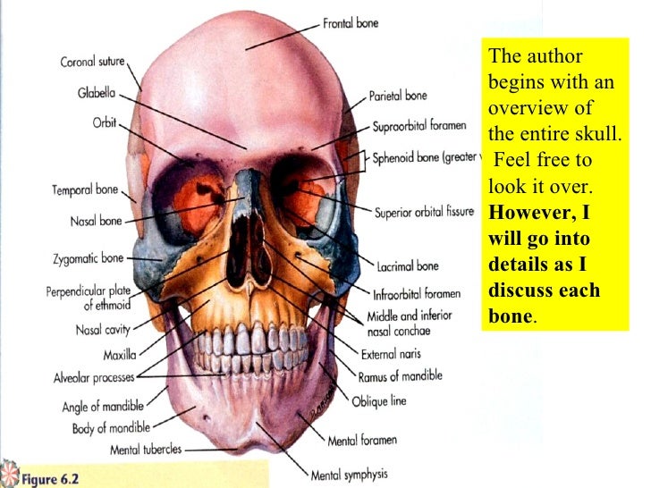 Axial Skeleton Skull