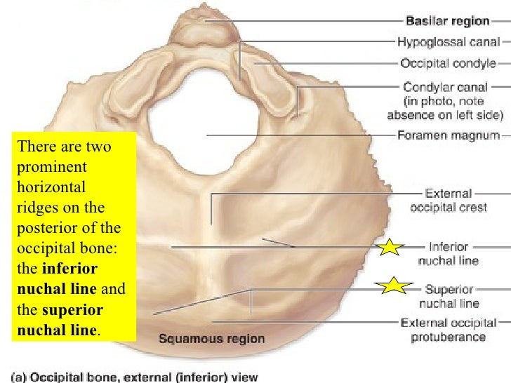 Axial Skeleton Skull