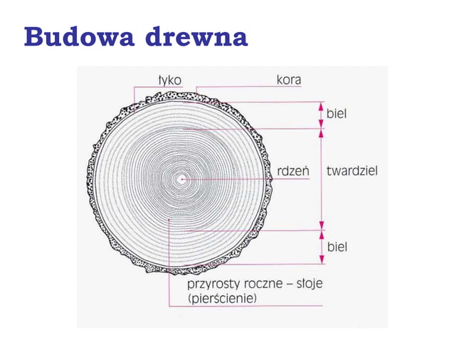 04 budowa drewna | PPT | Woodworking | Arts and Crafts