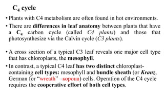04-Carbon reactions of photosynthesisb.pptx
