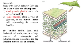 04-Carbon reactions of photosynthesisb.pptx