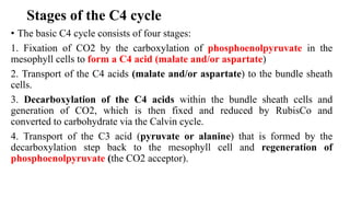 04-Carbon reactions of photosynthesisb.pptx