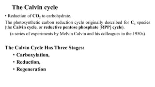 04-Carbon reactions of photosynthesisb.pptx