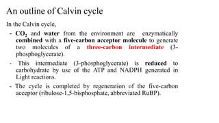 04-Carbon reactions of photosynthesisb.pptx