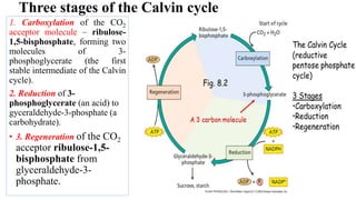 04-Carbon reactions of photosynthesisb.pptx