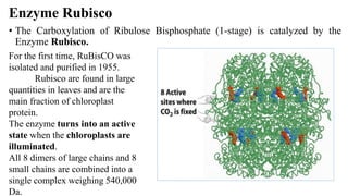 04-Carbon reactions of photosynthesisb.pptx