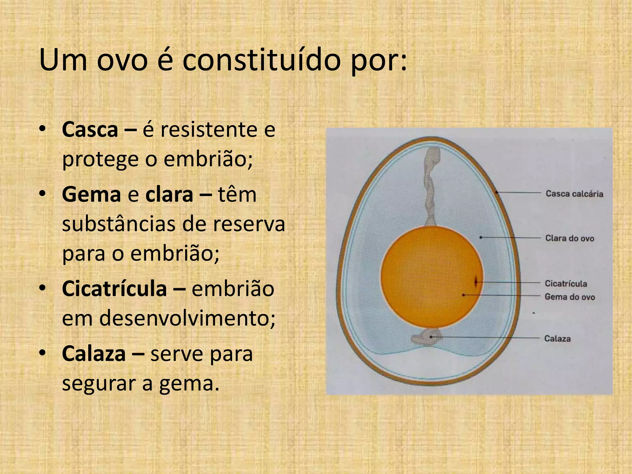 04 como se reproduzem os animais | PPTX