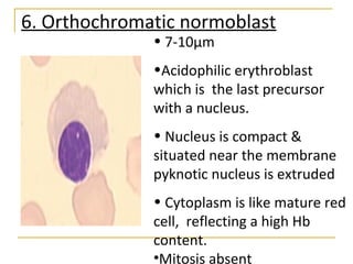 Orthochromatic Erythroblast