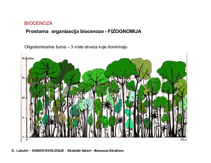 04 faktoribicenoza-struk