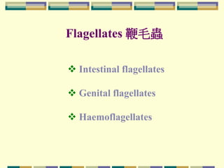 04-HEMOFlagellate.ppt