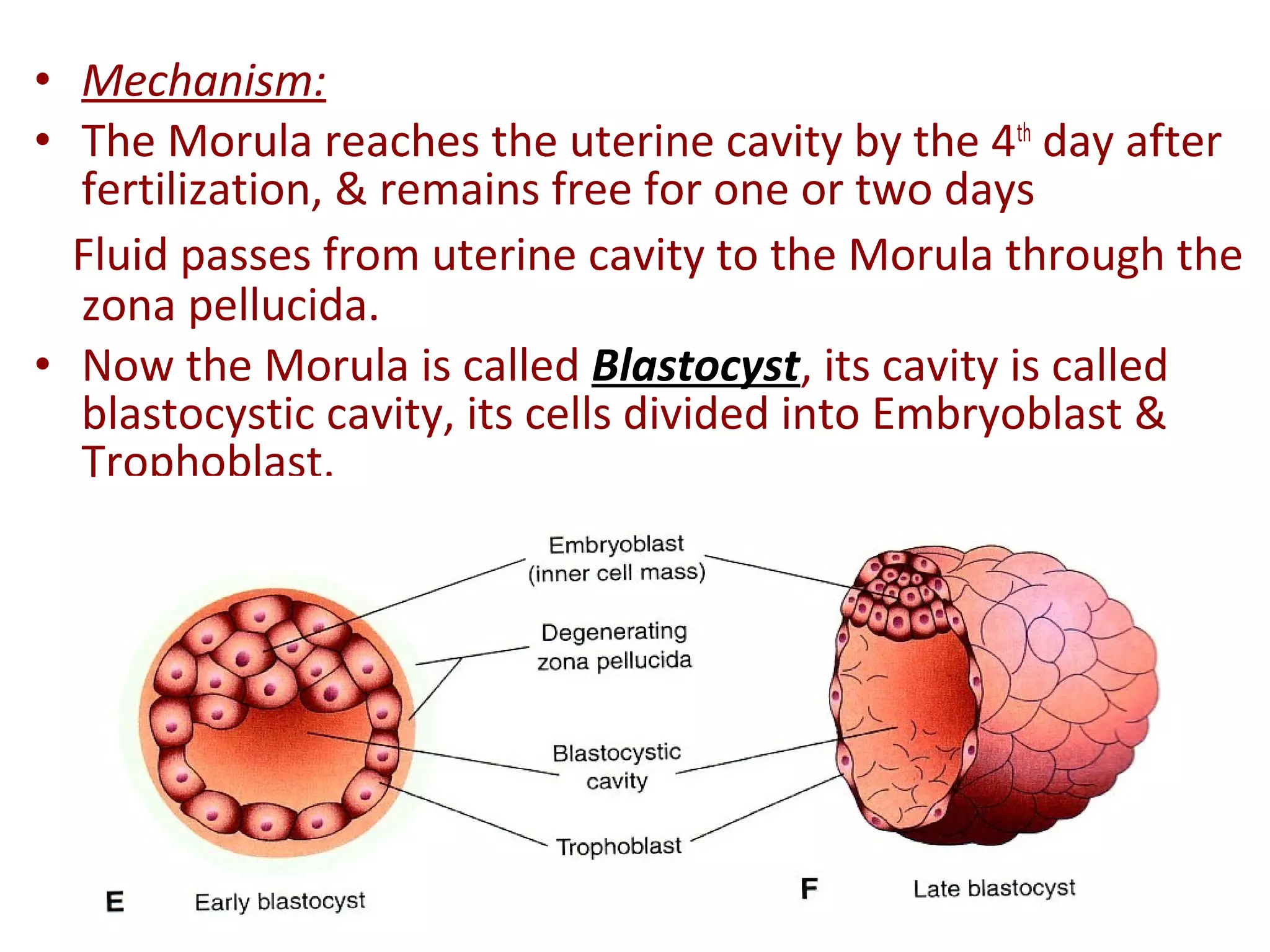 04 implantation | PPT