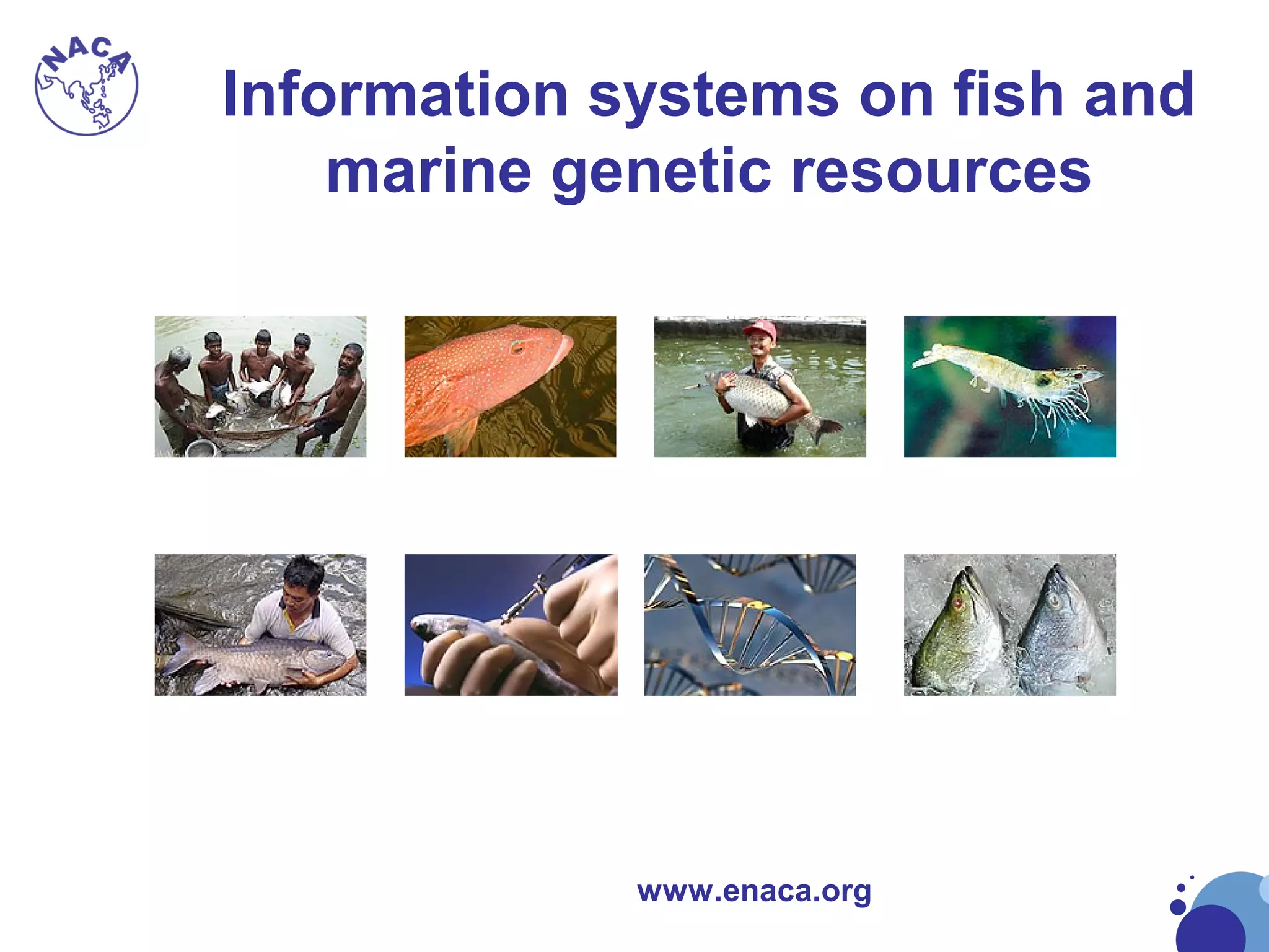 Information systems on fish and marine genetic resources | PPT